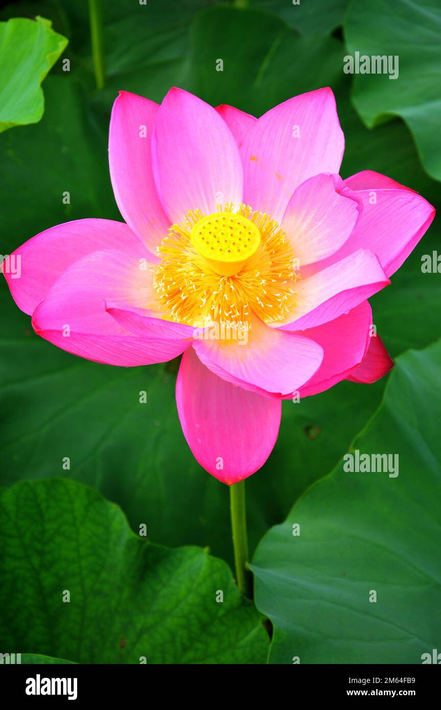 Blossoming lotus flowers Stock Photo - Alamy