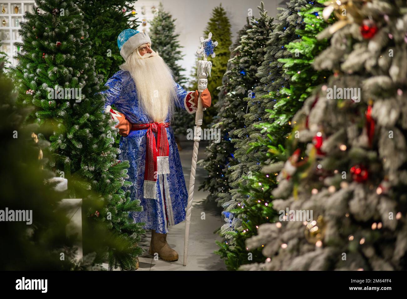 Russian santa claus buys a christmas tree in the store Stock Photo - Alamy