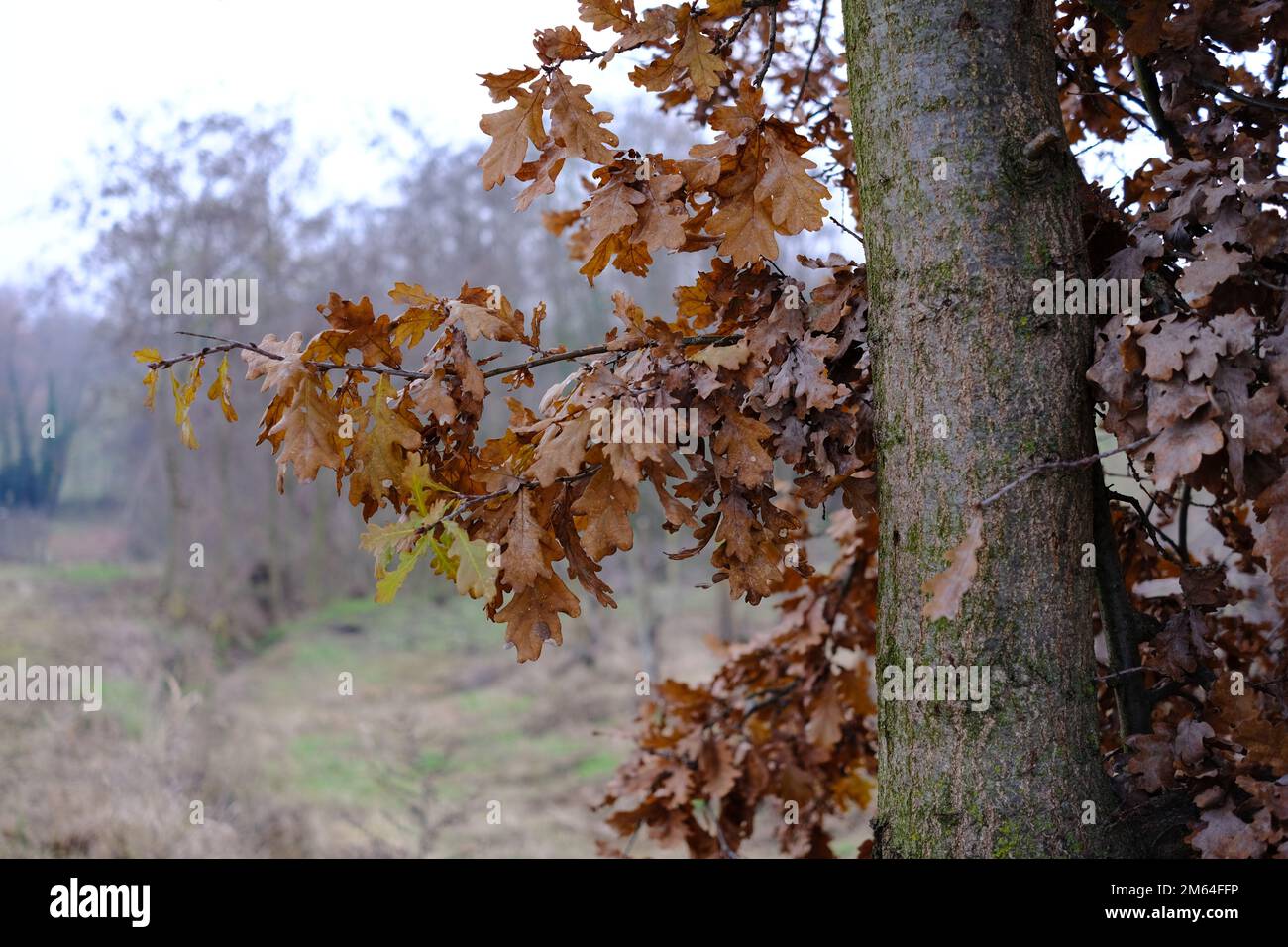 An autumn tree with brown leaves Stock Photo - Alamy