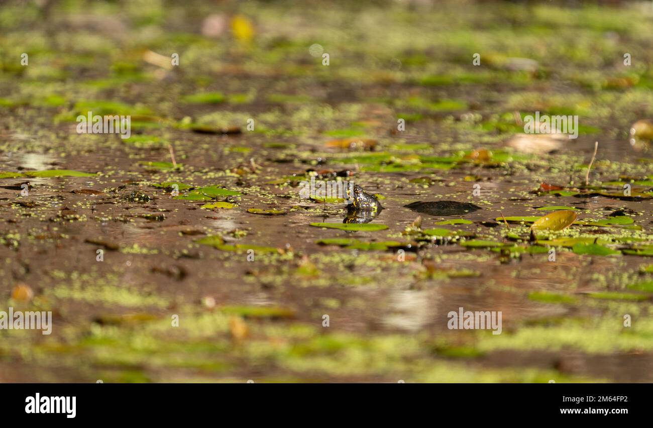 Turtle profile view hi-res stock photography and images - Alamy