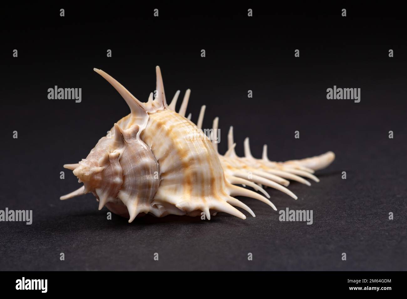 Spiny seashell on a dark background Stock Photo - Alamy