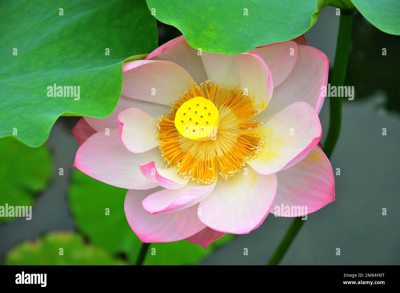 Blossoming lotus flowers Stock Photo - Alamy