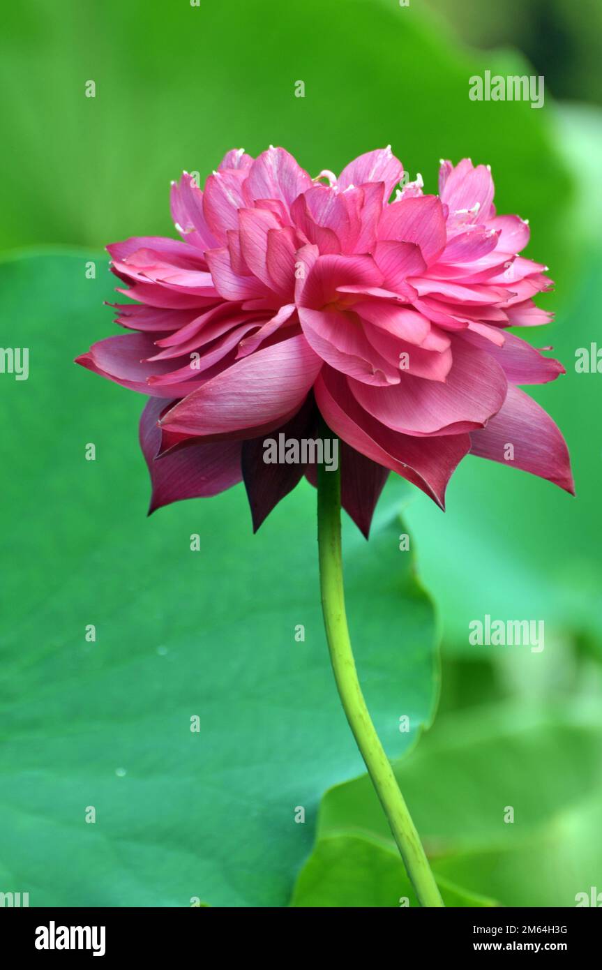 Blossoming lotus flowers Stock Photo - Alamy