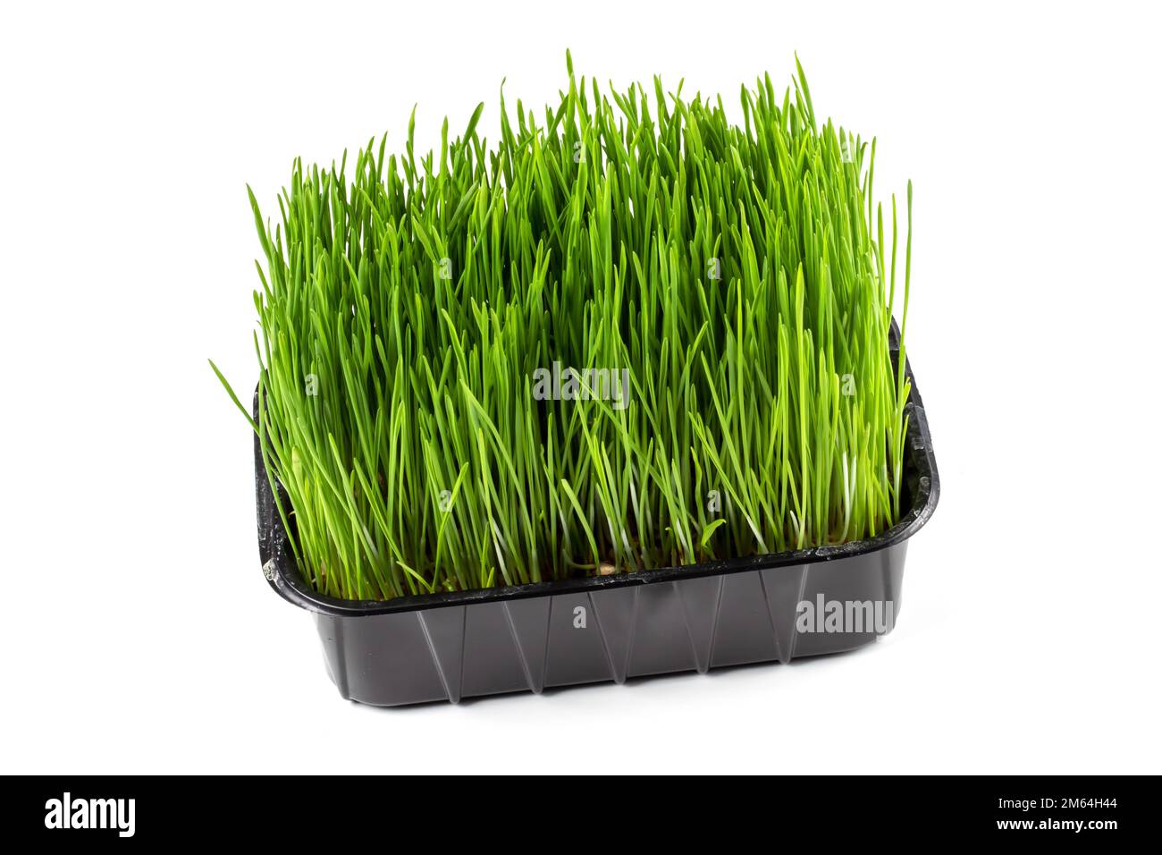 Green grass for animals on a white background Stock Photo - Alamy