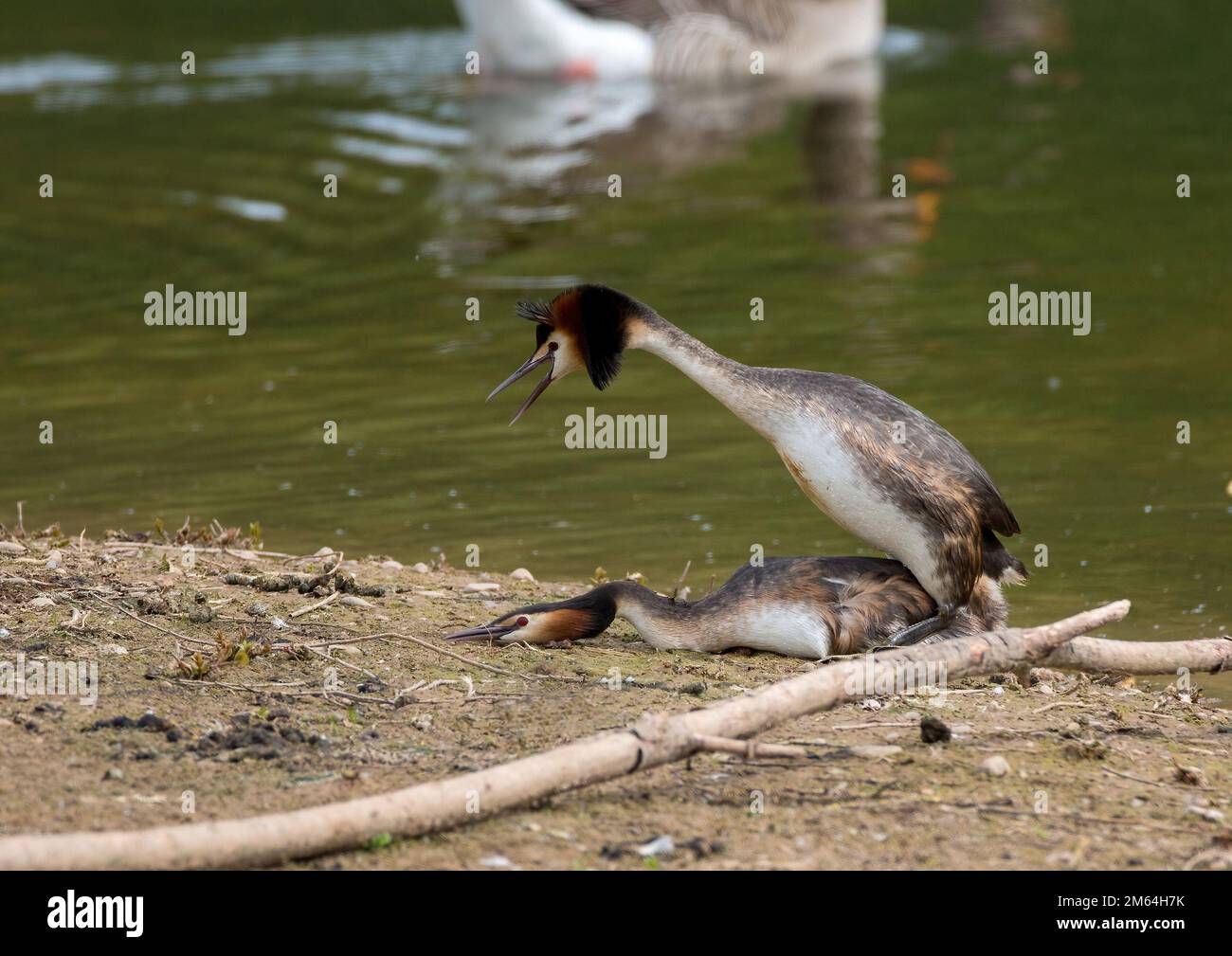 Great Crested Grebe mating Stock Photo - Alamy