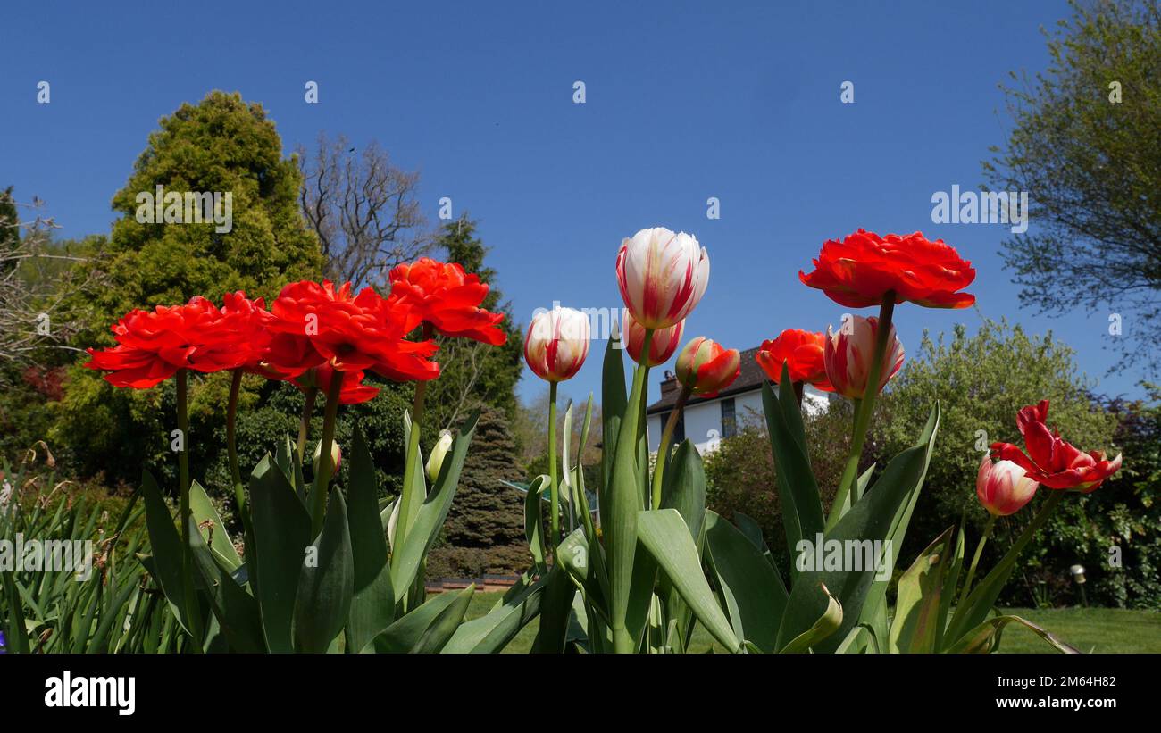 Tulips in container hi-res stock photography and images - Alamy