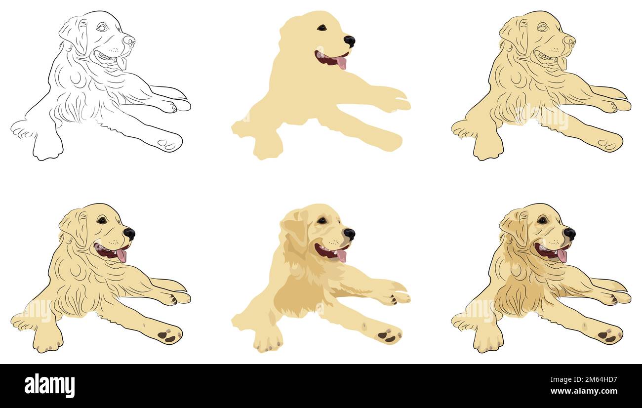 Golden labrador retriever, several options for drawing, image on a ...