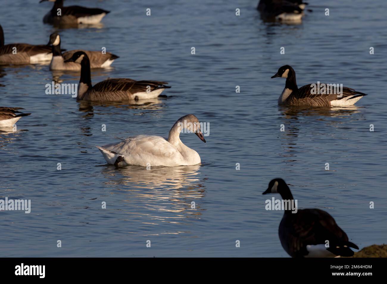 The tundra swan (Cygnus columbianus), young bird on the lake. This is a ...