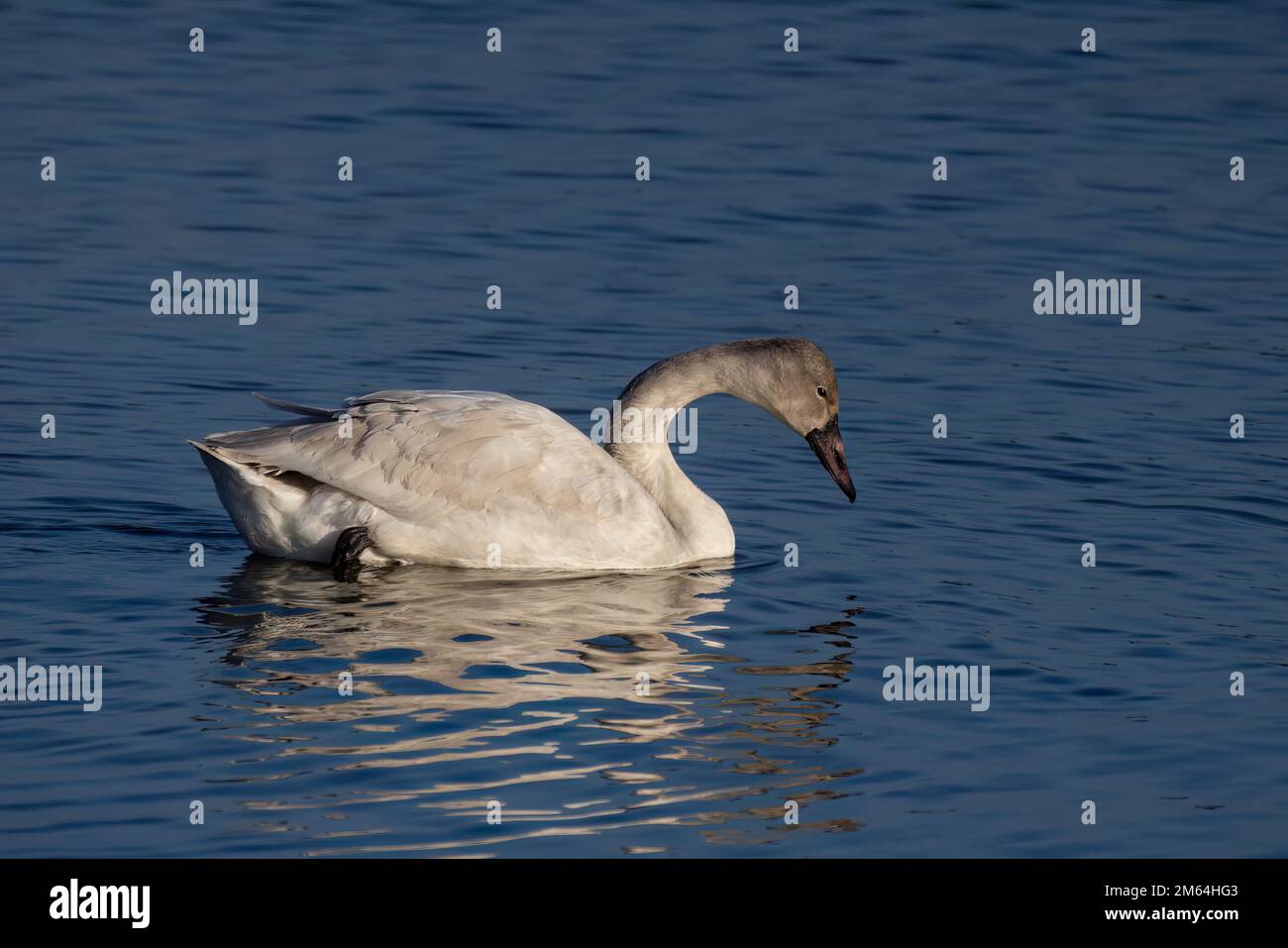 The tundra swan (Cygnus columbianus), young bird on the lake. This is a ...