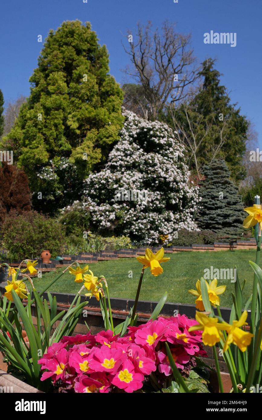 Springtime Garden with a display of Daffodils & Polyanthus flowers in ...