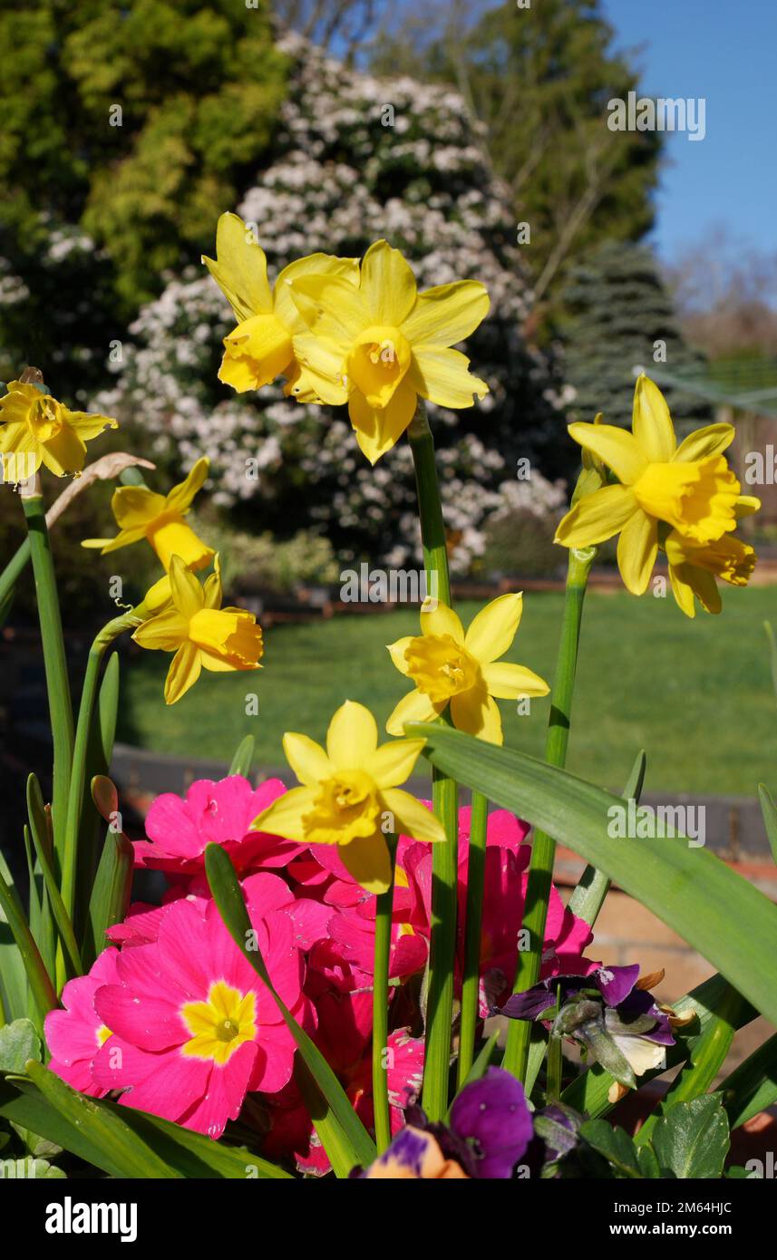 Springtime Garden with a display of Daffodils & Polyanthus flowers in ...