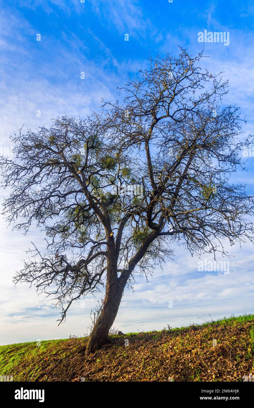 Bunches of European Mistletoe (Viscum album) in old wild Apple tree ...