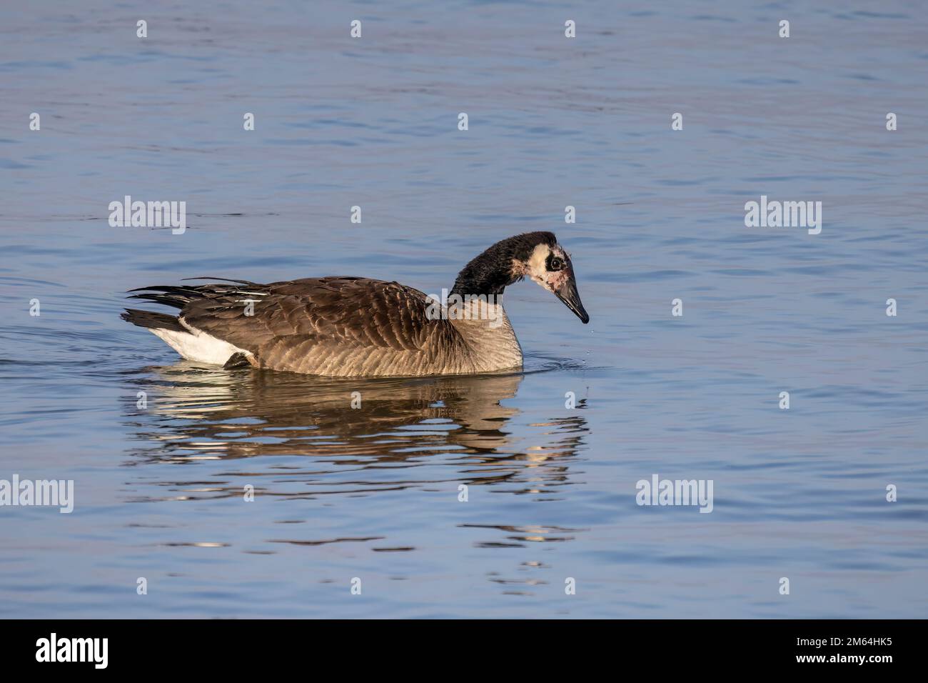 Injured goose injured bird hi-res stock photography and images - Alamy