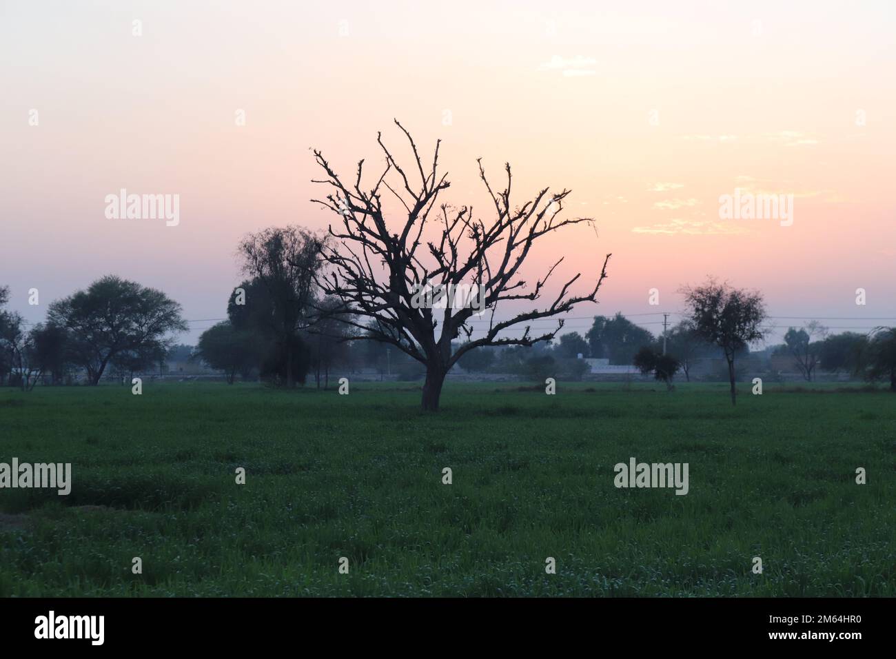 Mountains and tree in a village Stock Photo - Alamy