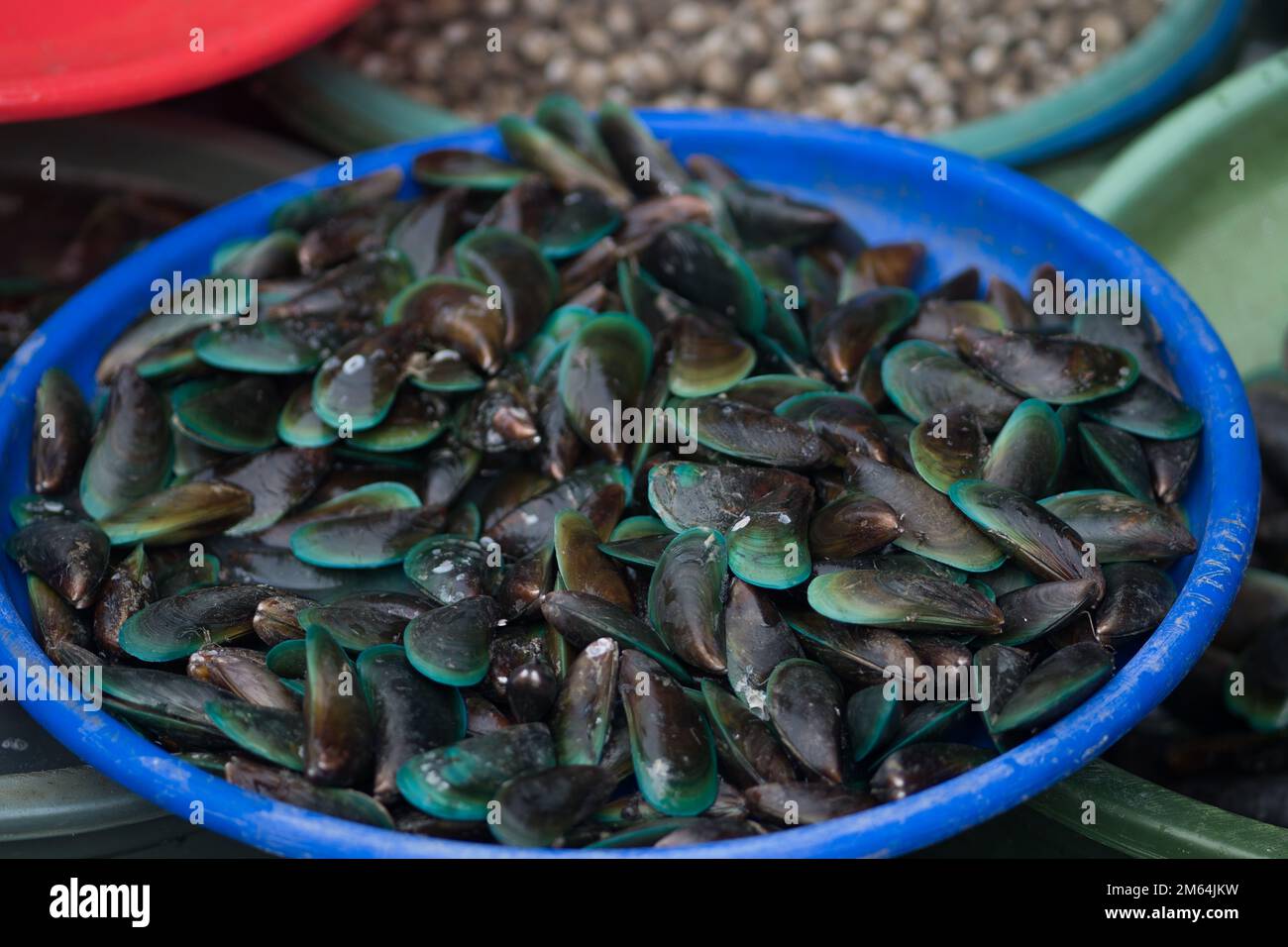 Green mussels displayed and sold at the traditional market, Indonesia ...