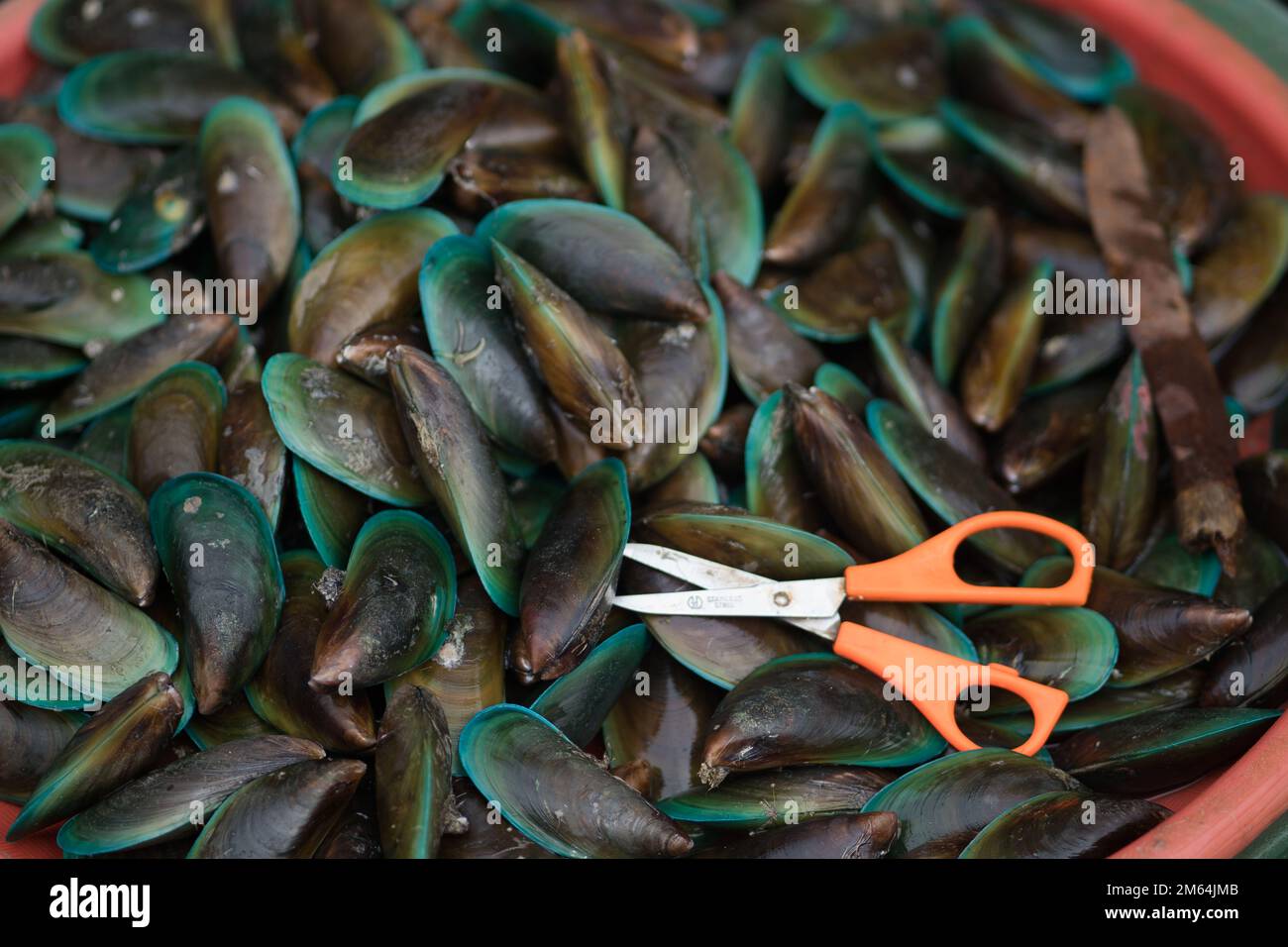 Green mussels displayed and sold at the traditional market, Indonesia ...