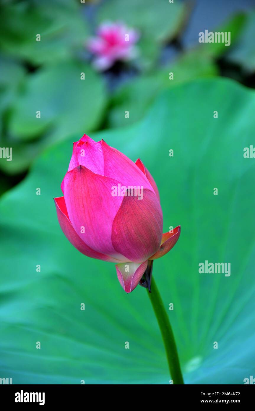 Blossoming lotus flowers in pond Stock Photo - Alamy