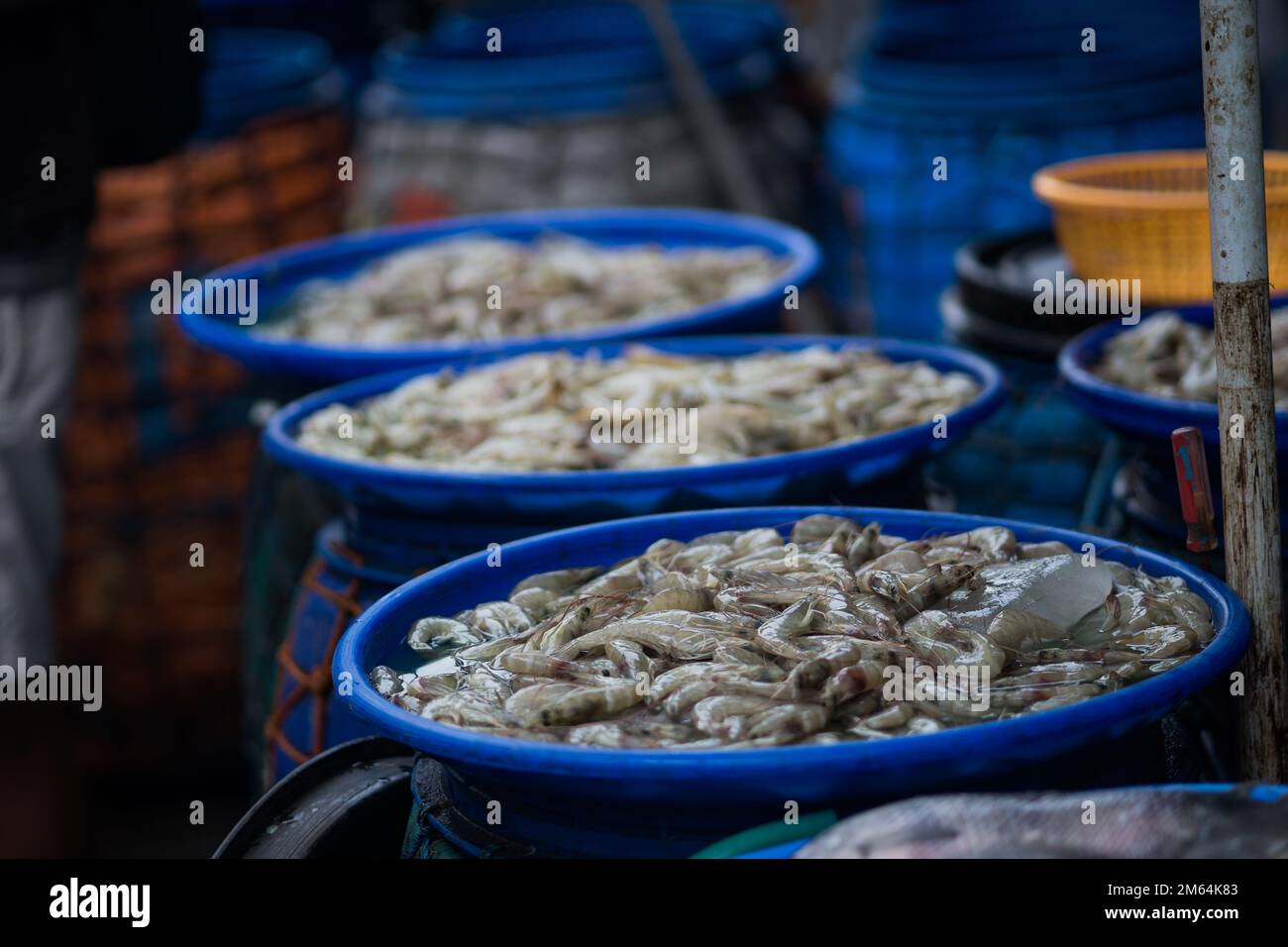 fresh prawns on the plastic container in traditional market Stock Photo ...