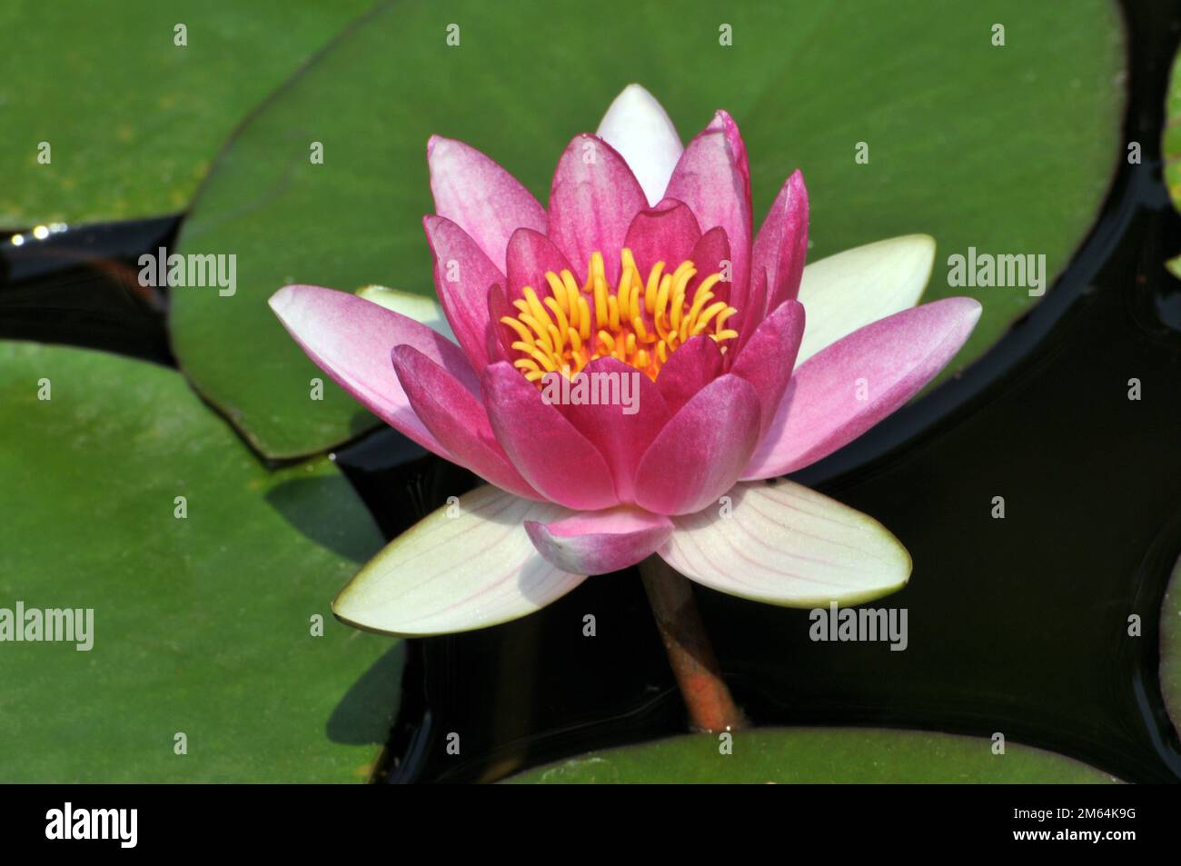 Blossoming lotus flowers in pond Stock Photo - Alamy