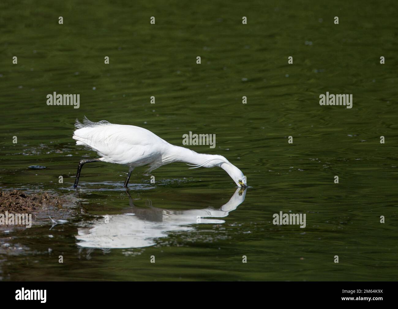 British wetland fish eating bird hi-res stock photography and images ...