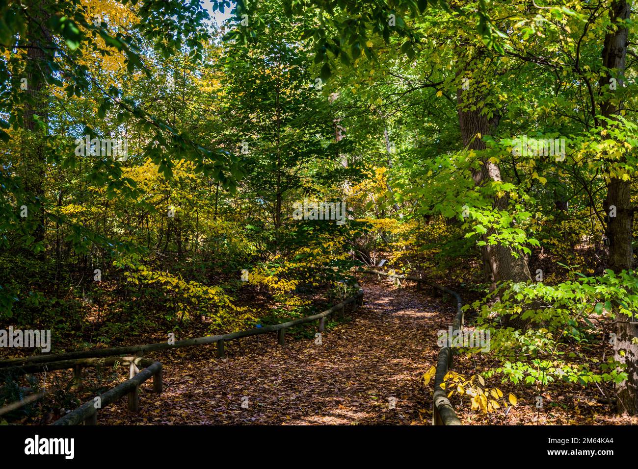Native flora garden, Brooklyn Botanic Garden, founded in 1910, New York ...