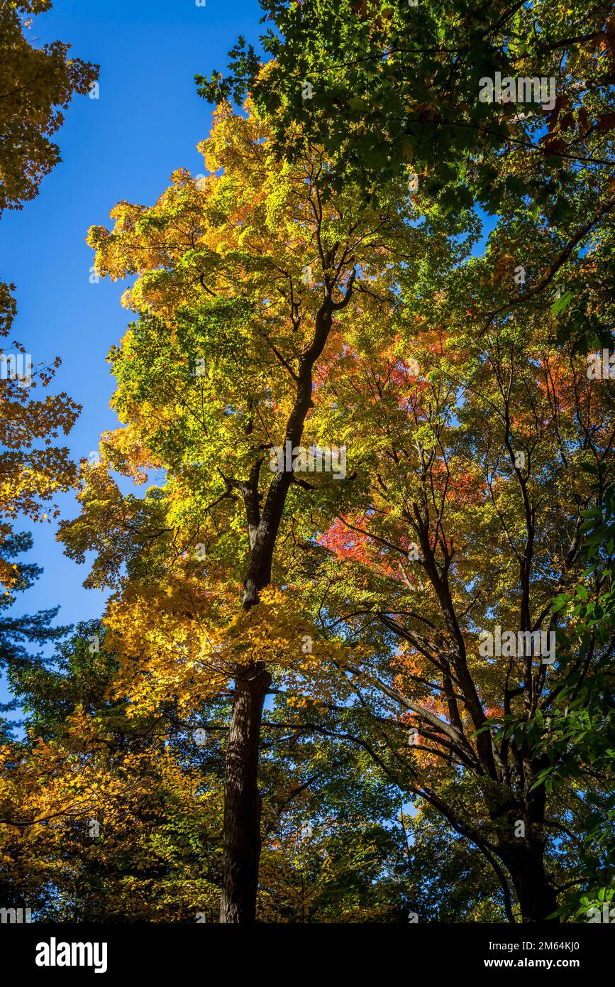 Sugar Maple, Acer asccharum, Maple family, Eastern Decidious Forest ...