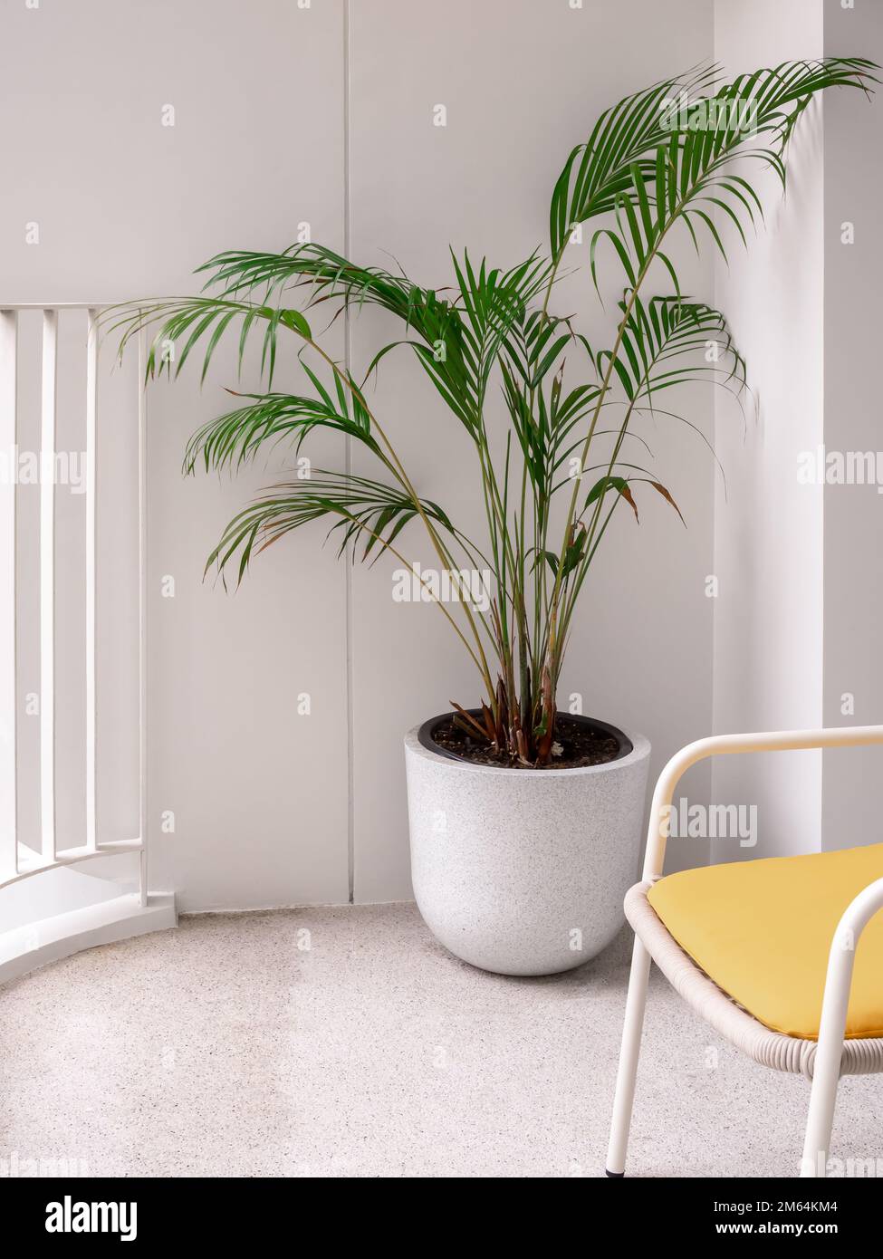 The big white terrazzo stone pot with small tropical palm tree ...