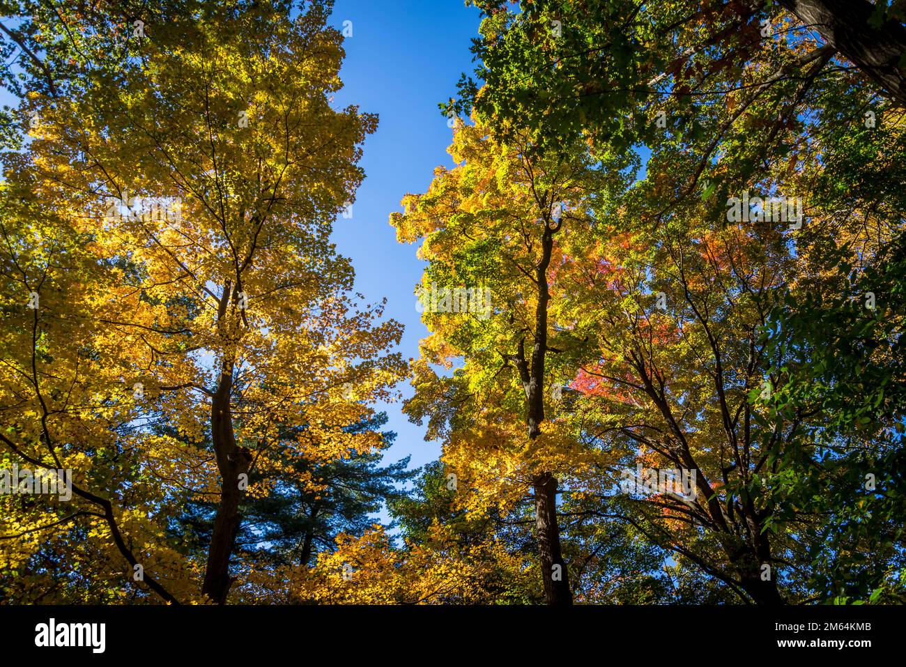 Sugar Maple, Acer asccharum, Maple family, Eastern Decidious Forest ...