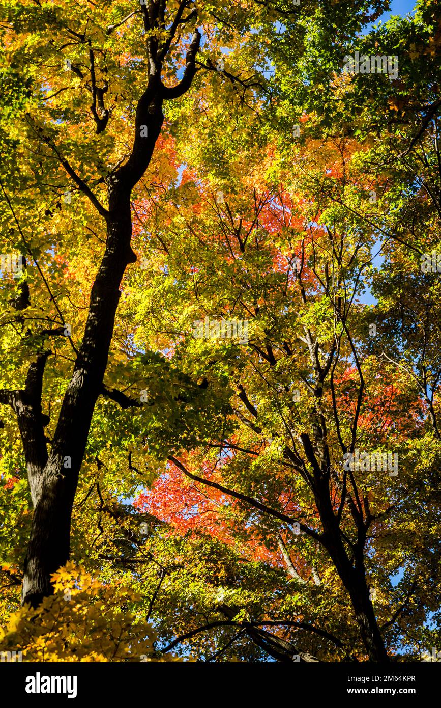 Sugar Maple, Acer asccharum, Maple family, Eastern Decidious Forest ...