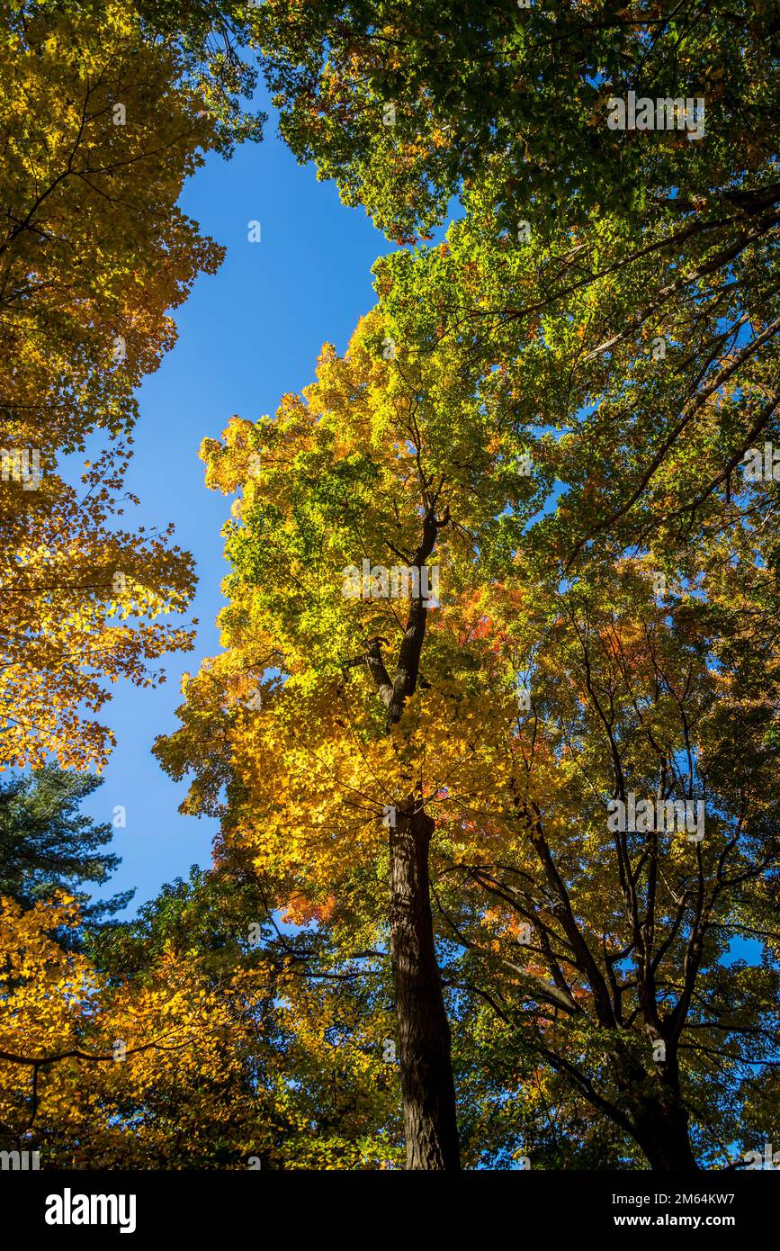 Sugar Maple, Acer asccharum, Maple family, Eastern Decidious Forest ...