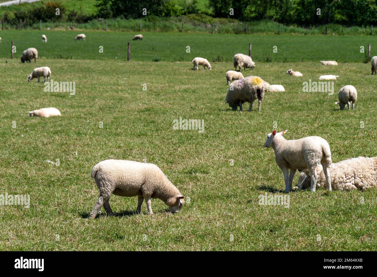 A few sheep on a meadow on a sunny spring day. Livestock farm. Sheep on free grazing. Eco ...