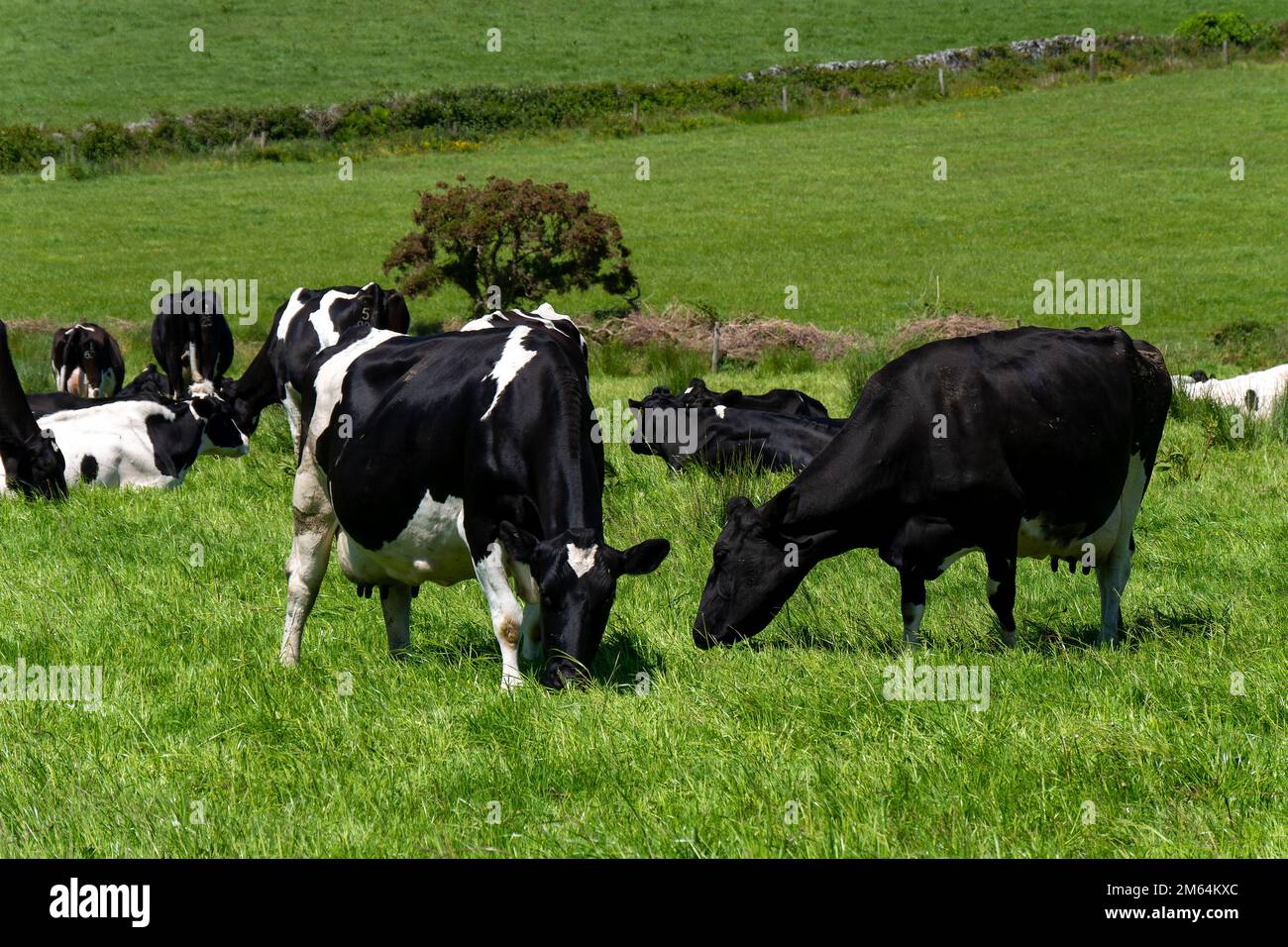 Several cows are eating grass. Cattle on a livestock farm. Agricultural ...