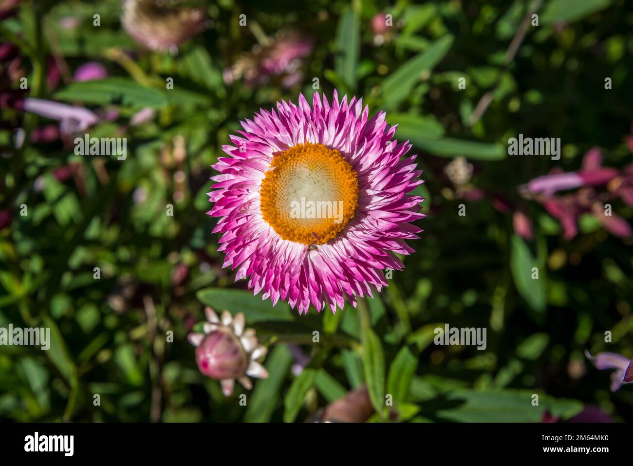 Single aster flower, Brooklyn Botanic Garden, New York City, USA Stock ...