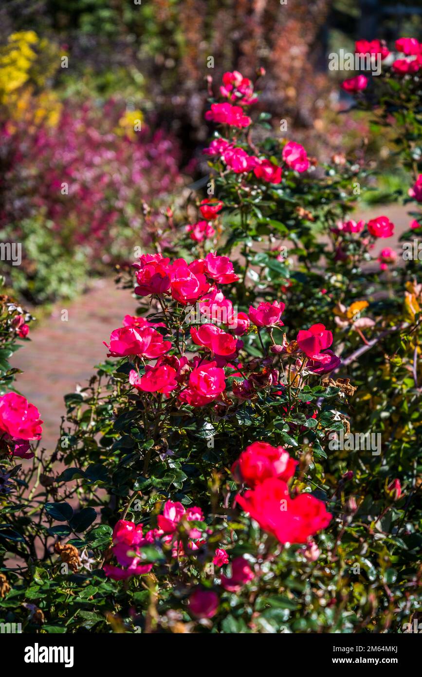 Pink Brick House, floribunda rose, Cranford Rose Garden, Brooklyn ...