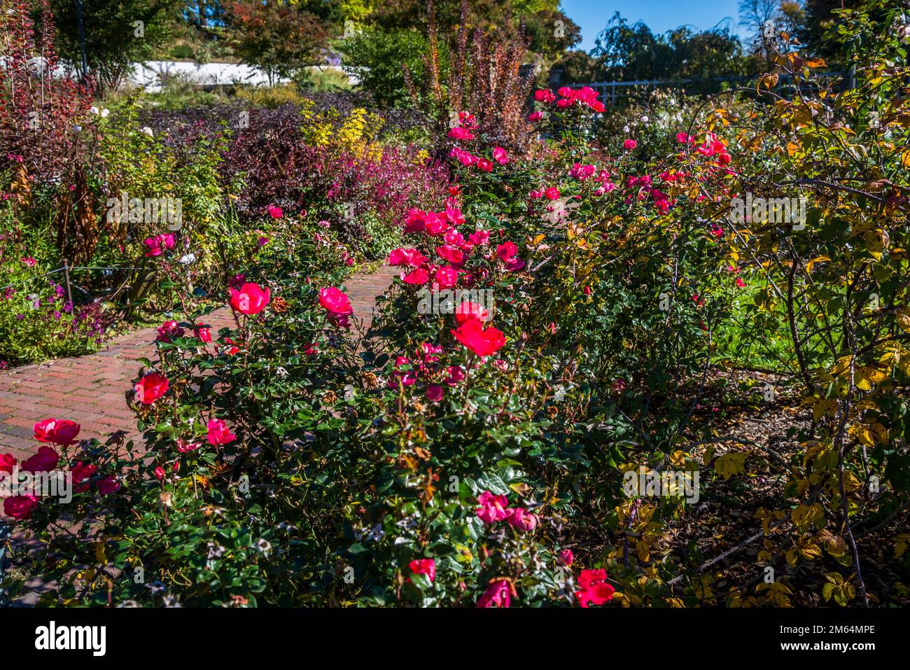 Pink Brick House, floribunda rose, Cranford Rose Garden, Brooklyn ...