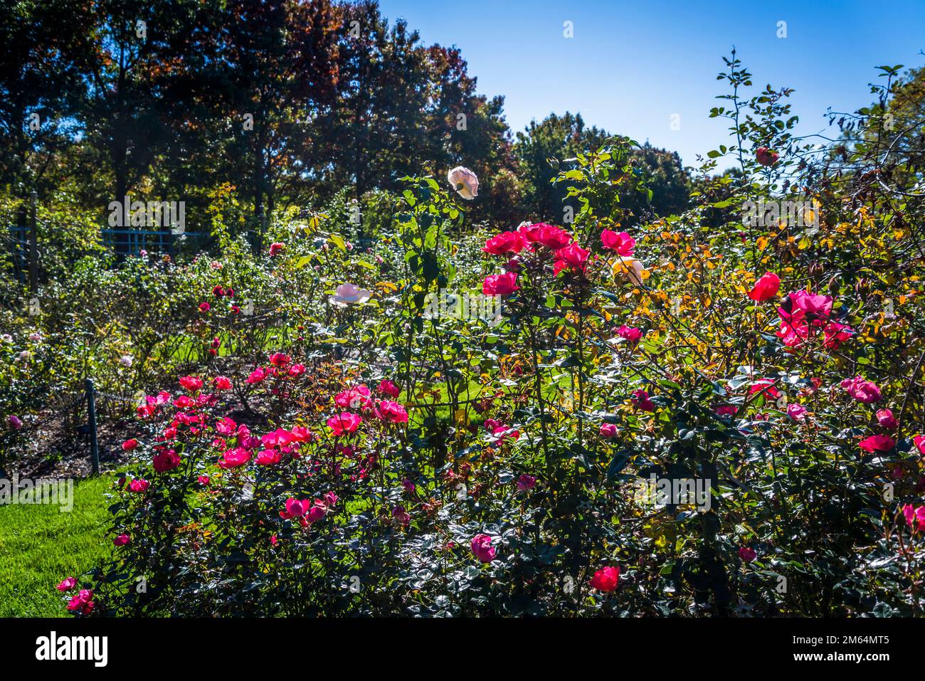 Pink Brick House, floribunda rose, Cranford Rose Garden, Brooklyn ...