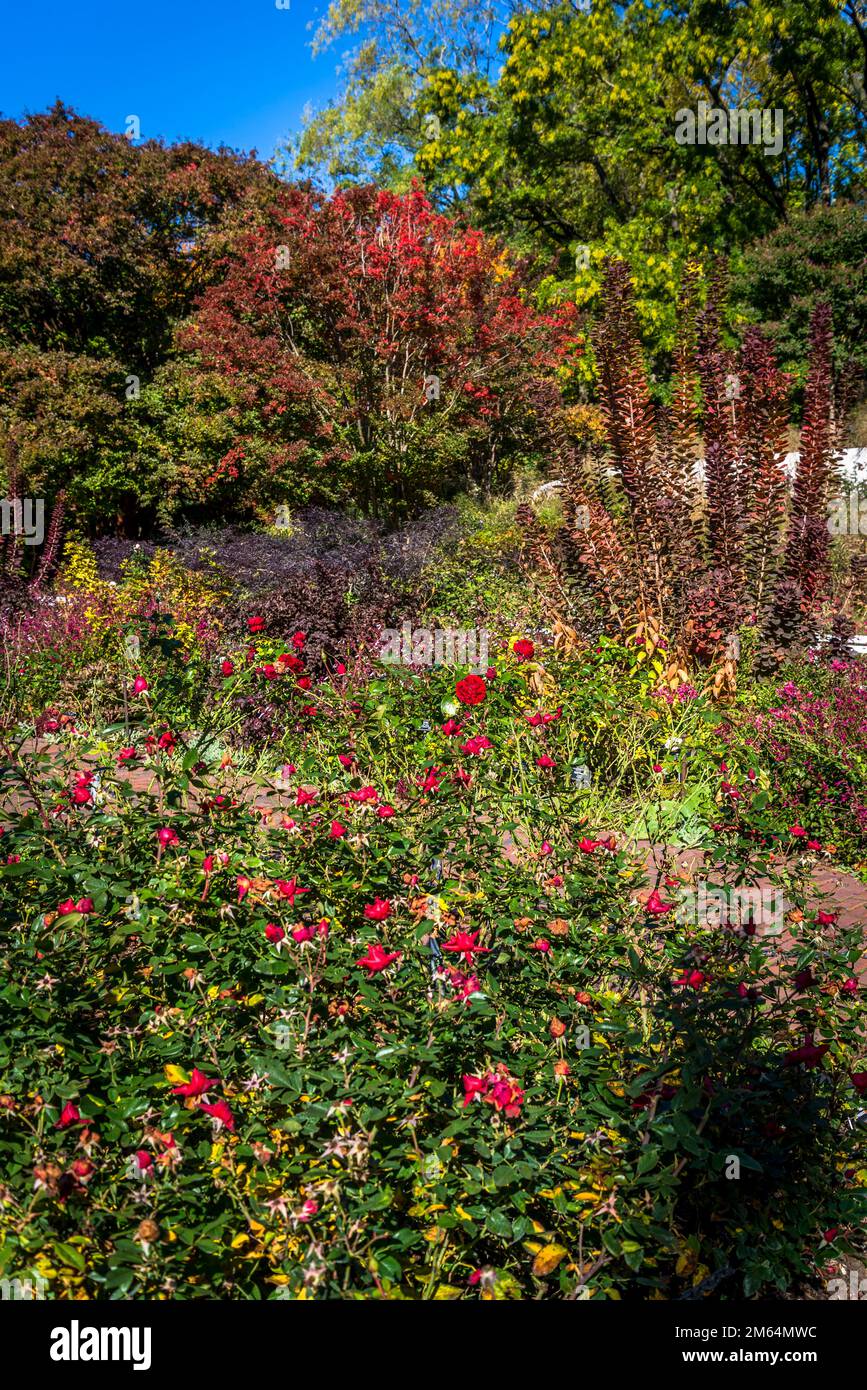 Rose Grande Amore, Hybrid tea, Cranford Rose Garden, Brooklyn Botanic ...