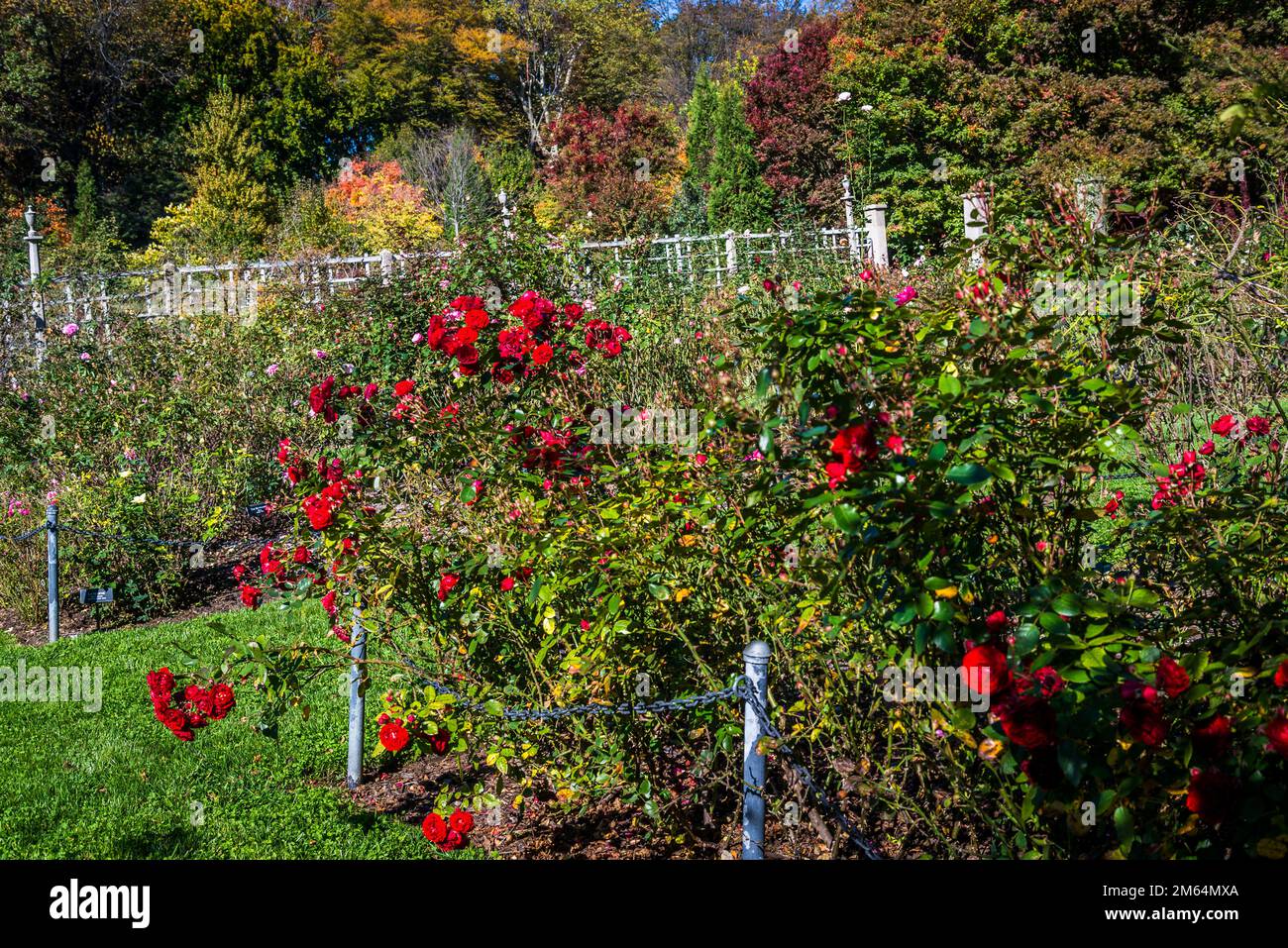 Rose roxanne veranda hi-res stock photography and images - Alamy