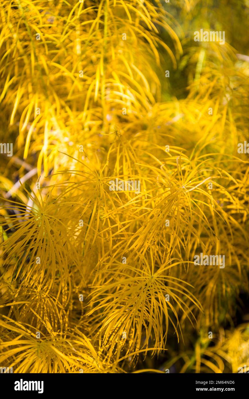 Yellow plant, Brooklyn Botanic Garden, founded in 1910, New York City ...