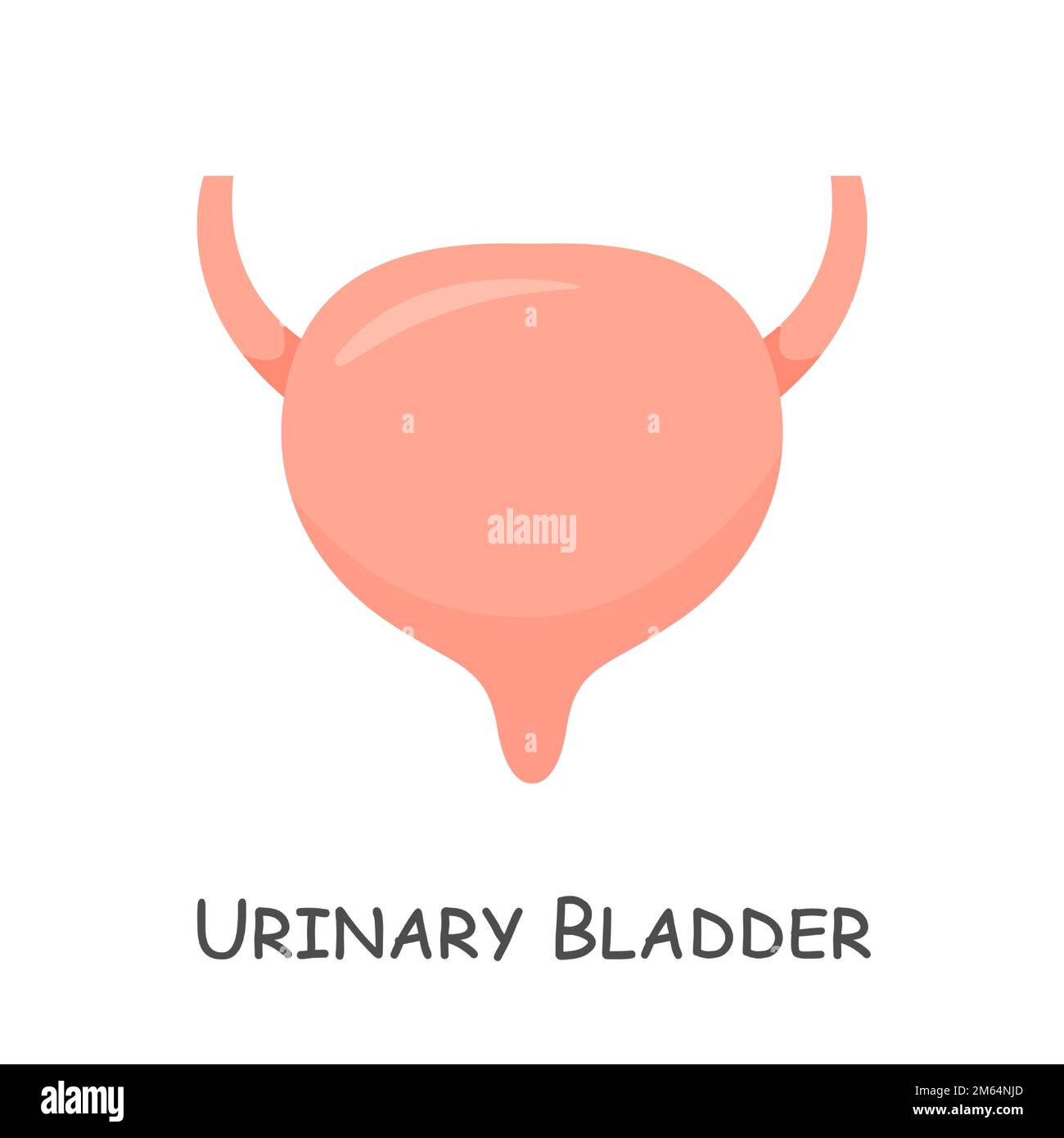 Urinary bladder of human . Cartoon design . Isolated . Vector Stock ...