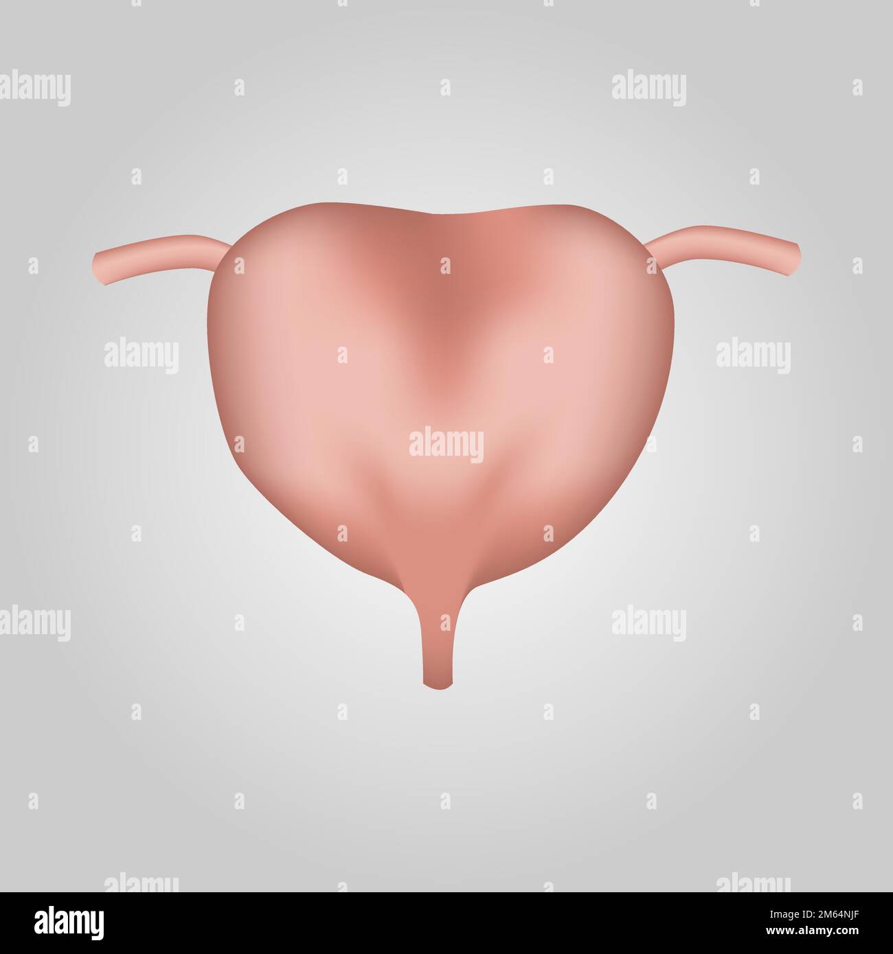 Urinary Bladder of human . Urological system . Realistic design ...