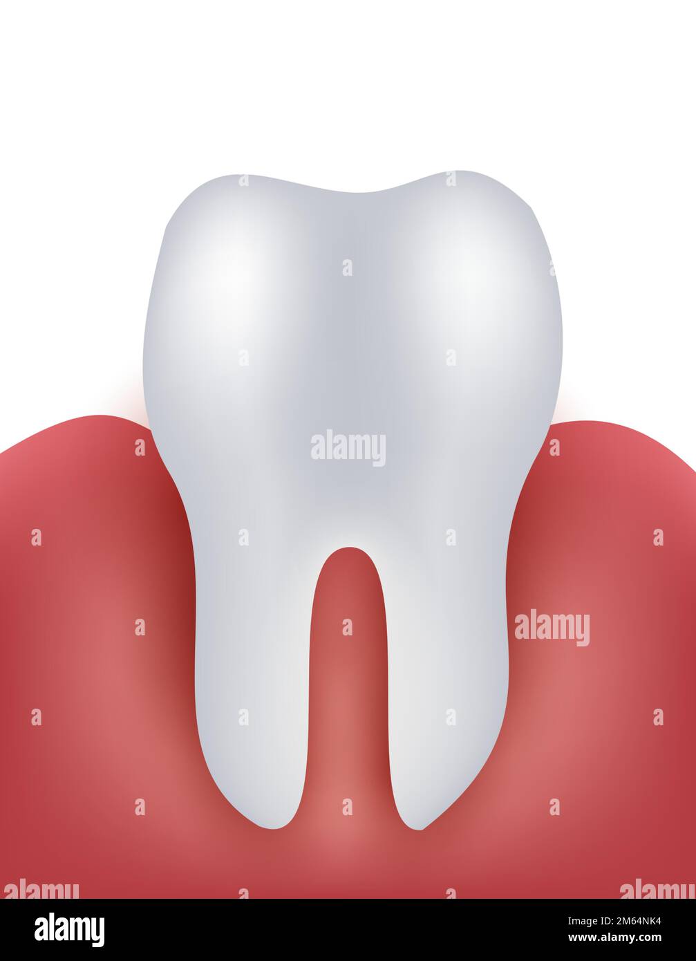 Tooth and gingiva of human . Digestive system . Realistic design ...