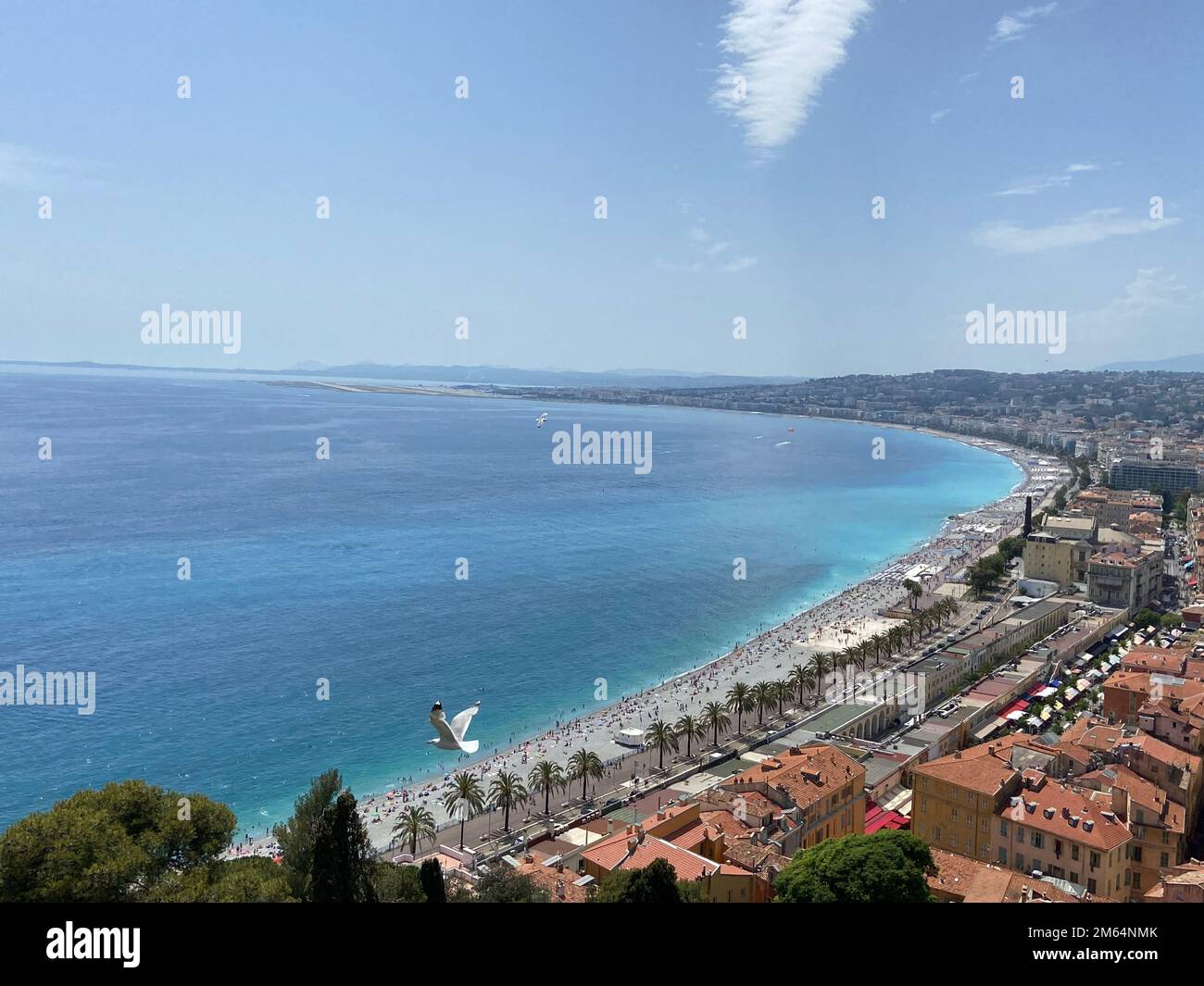 A gorgeous aerial view of a seaside city with a white dove flying ...