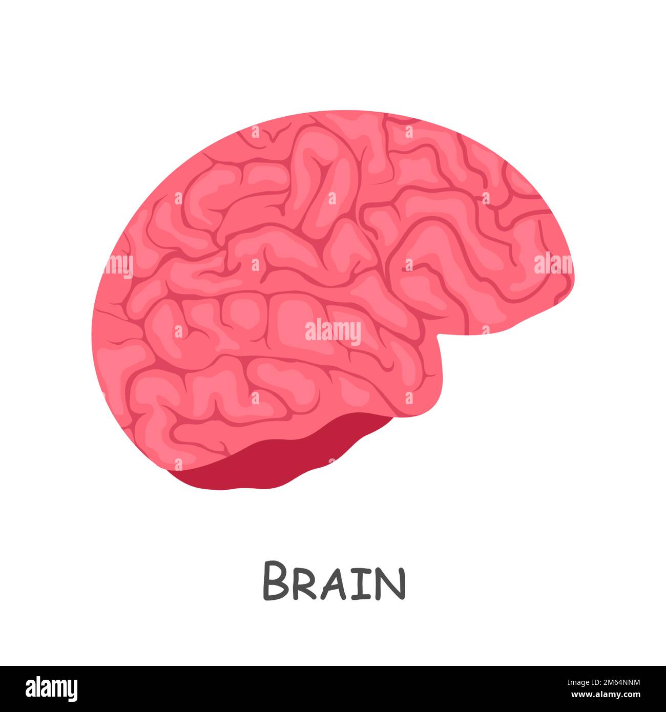 Physiological vector vectors Stock Vector Images - Alamy