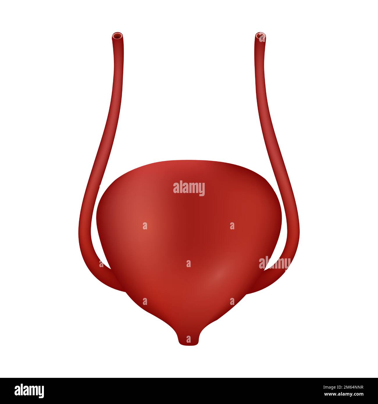 Urinary Bladder of human . Urological system . Realistic design ...