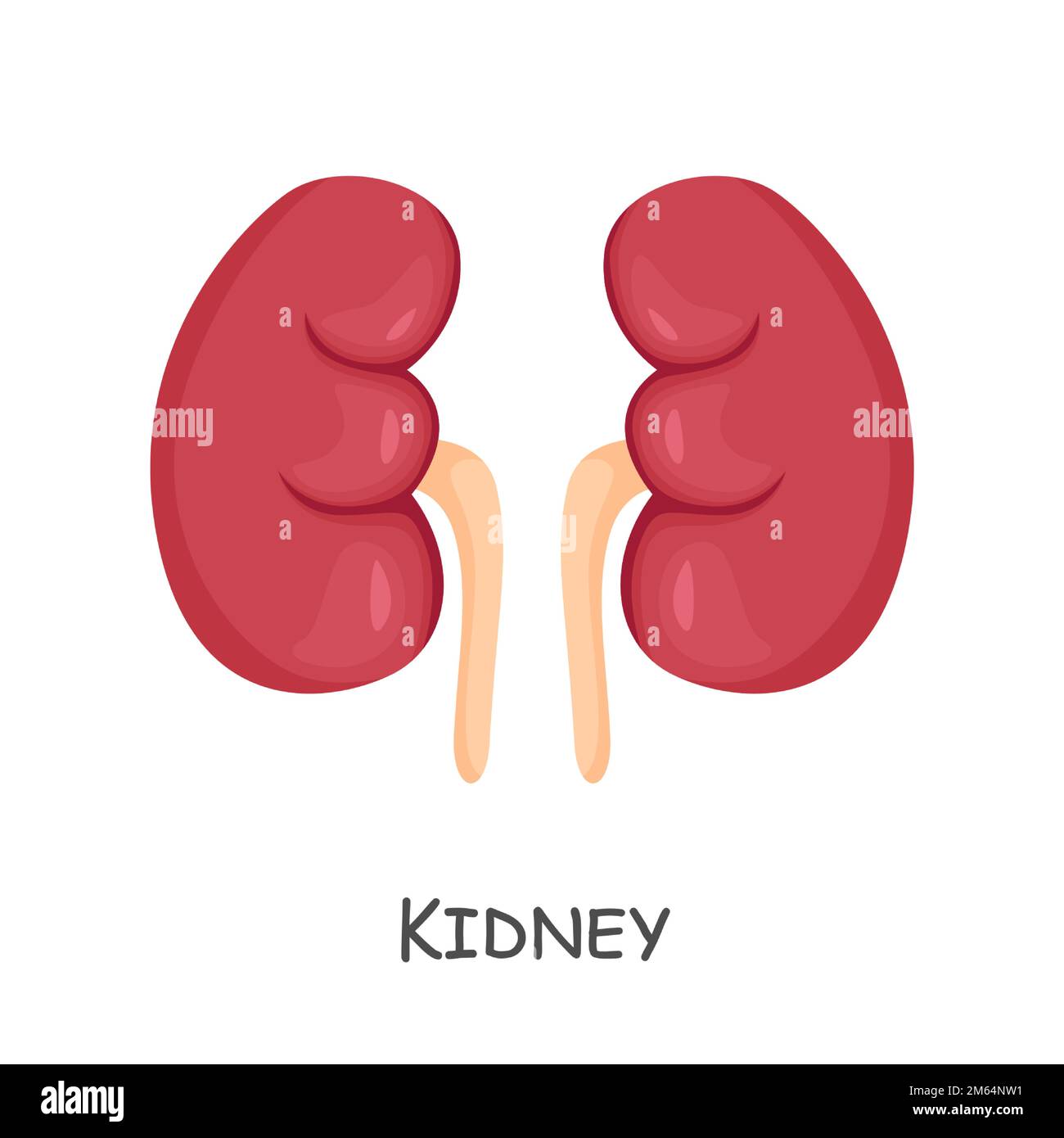 Kidney of human . Cartoon design . Isolated . Vector Stock Vector Image ...