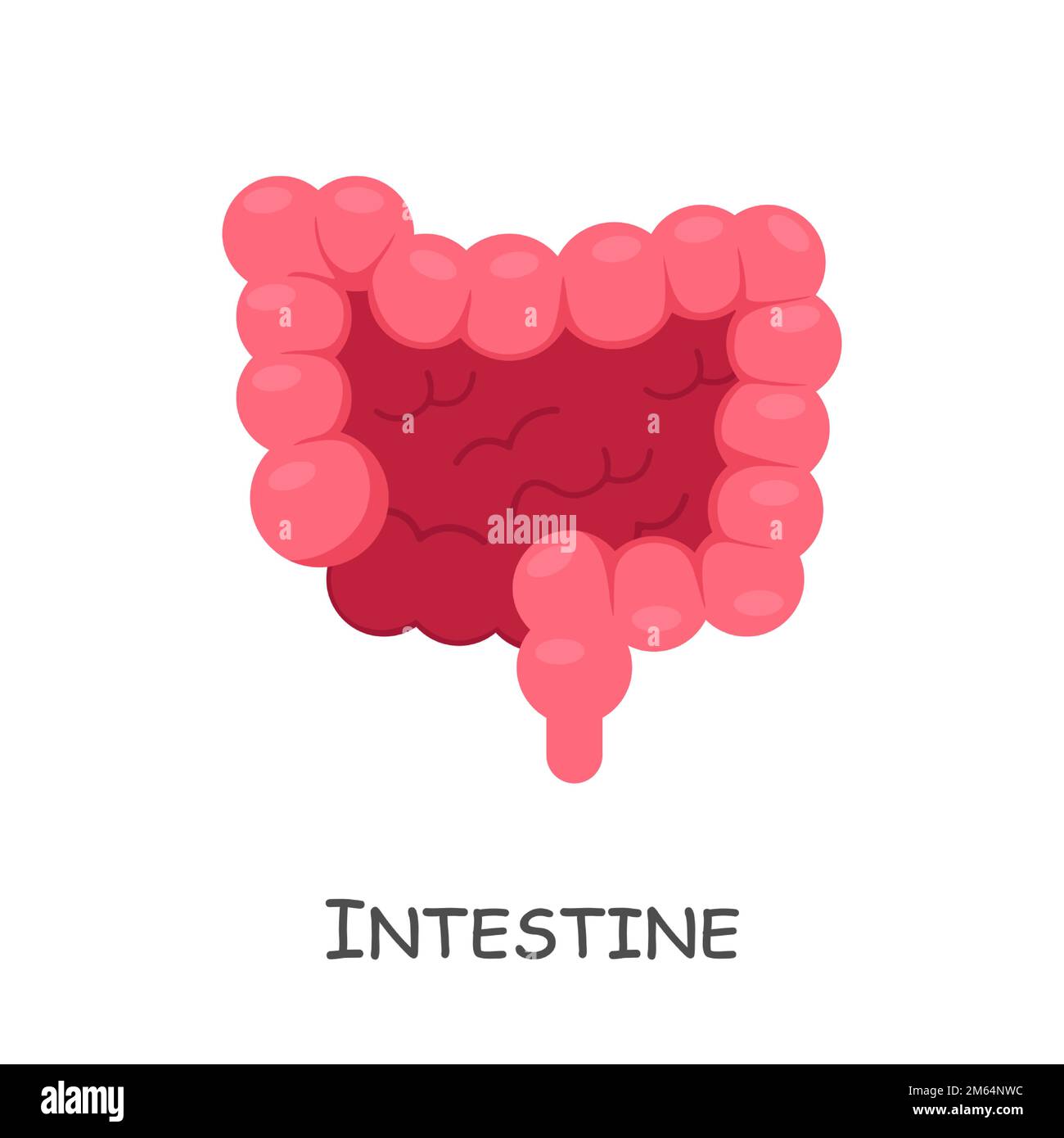Intestine of human . Cartoon design . Isolated . Vector Stock Vector ...