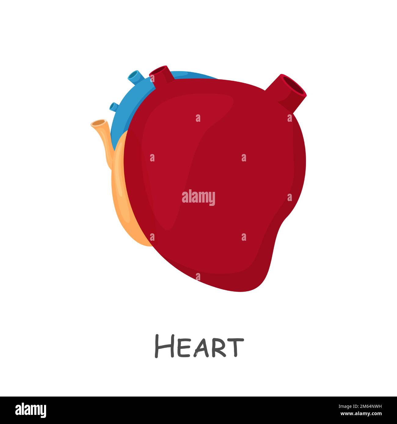 Heart of human . Cartoon design . Isolated . Vector Stock Vector Image ...