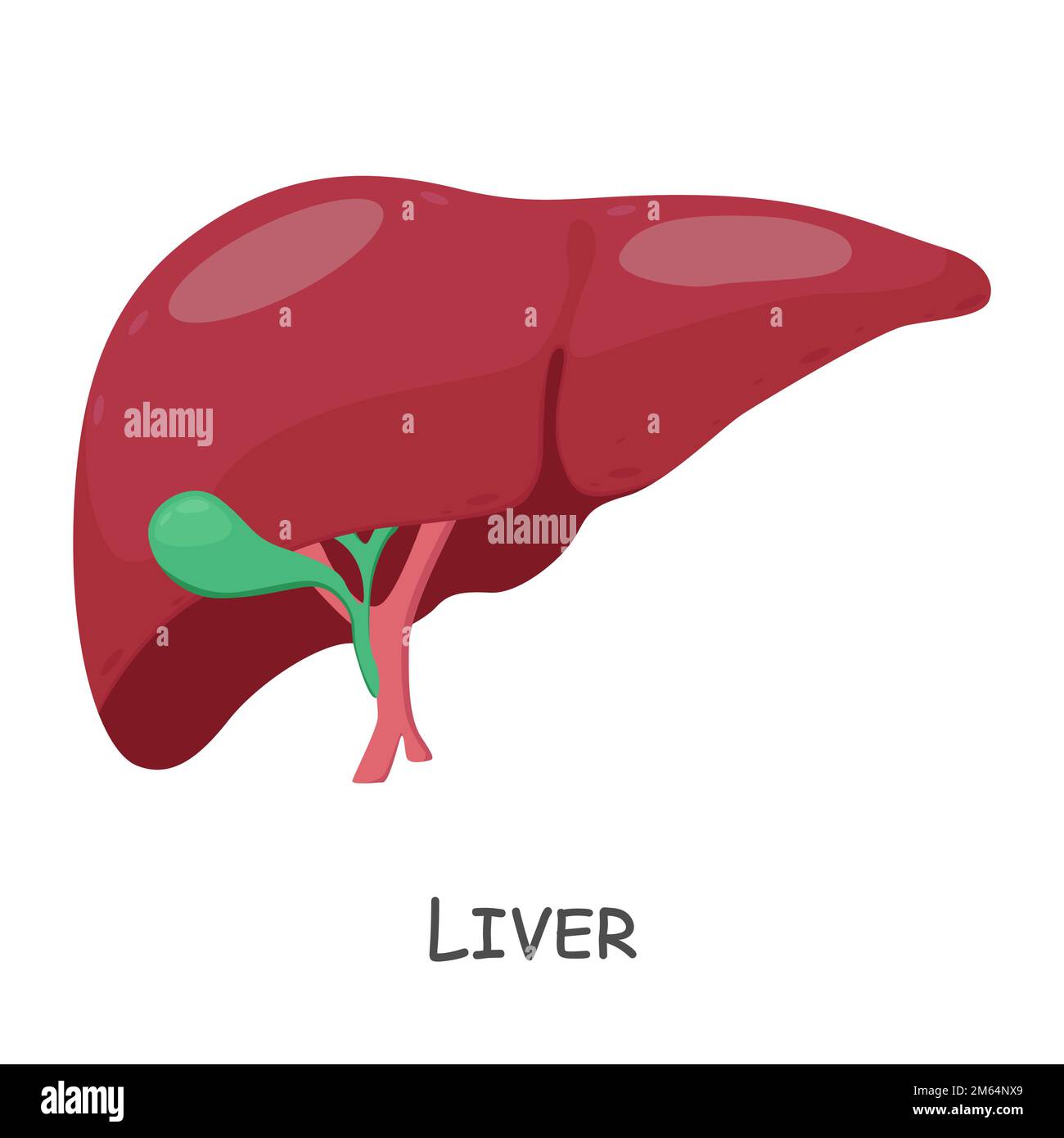 Liver of human . Cartoon design . Isolated . Vector Stock Vector Image ...