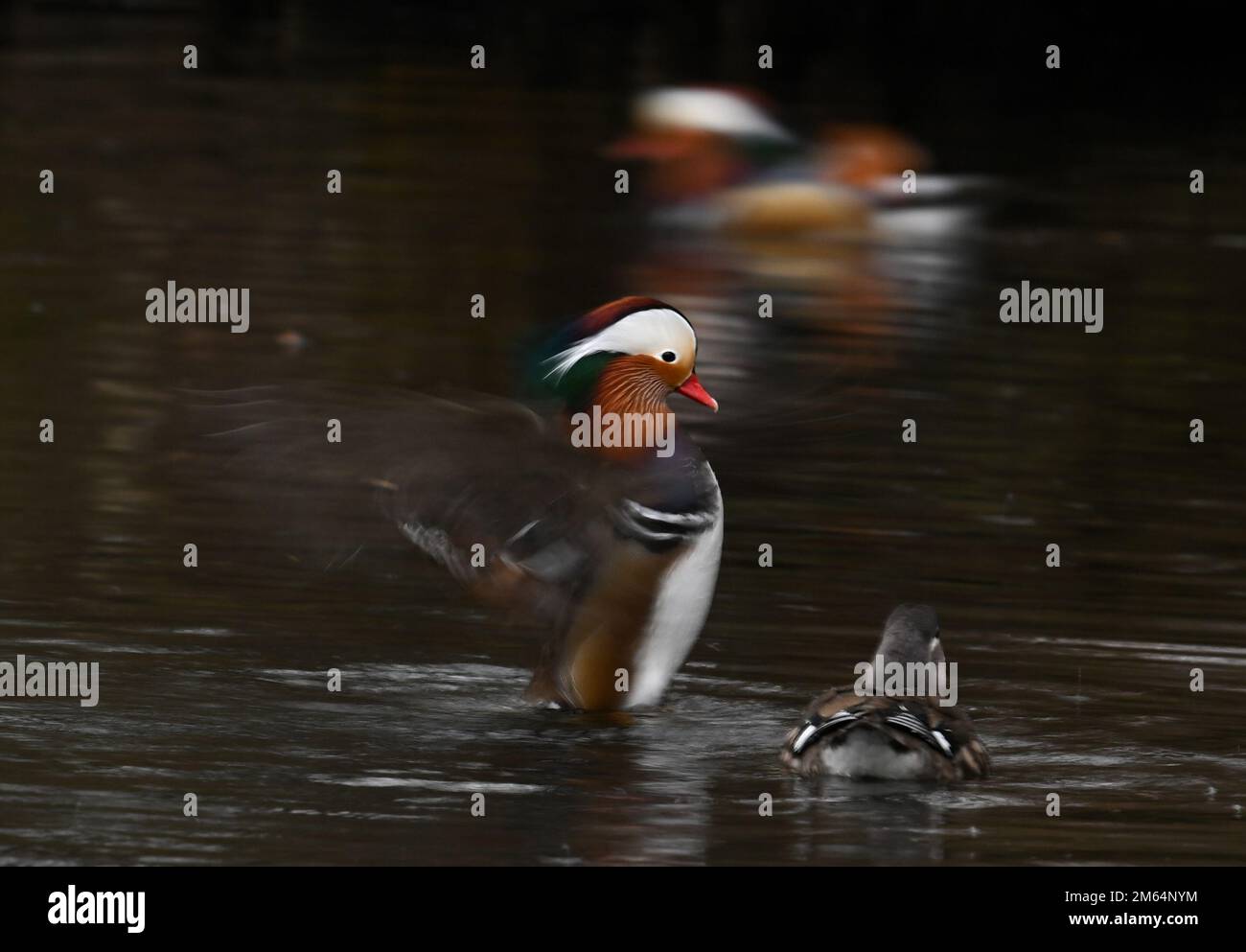 02 January 2023, Hessen, Frankfurt/Main: A mandarin duck flaps its ...